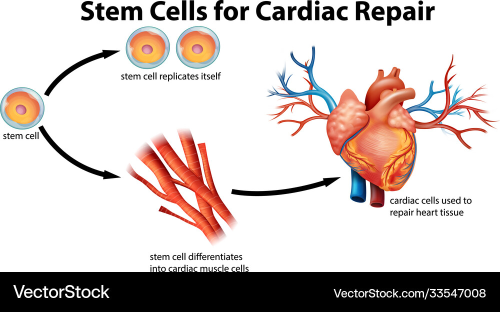 Stem Cells For Cardiac Repair Royalty Free Vector Image