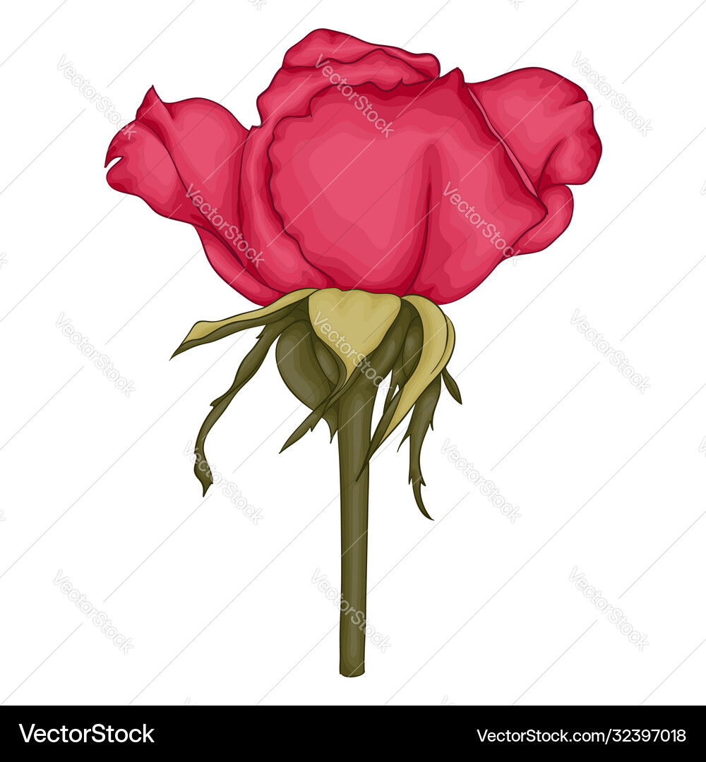 Beautiful red rose isolated on white background Vector Image