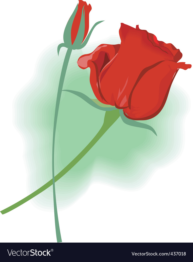 Rose Royalty Free Vector Image - VectorStock
