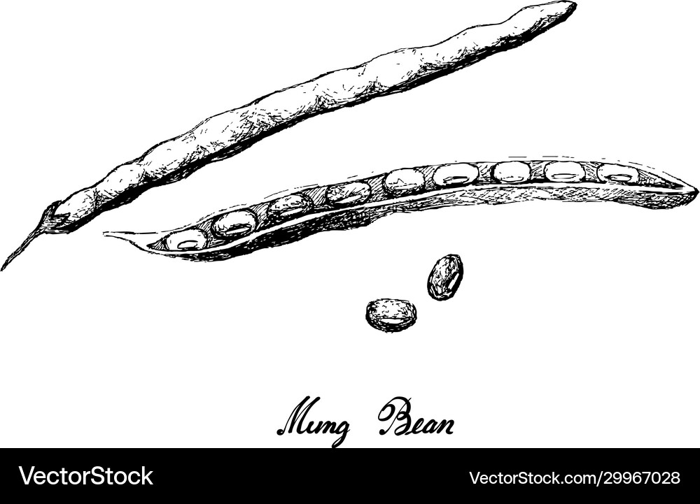 Hand drawn mung bean pods and seed Royalty Free Vector Image
