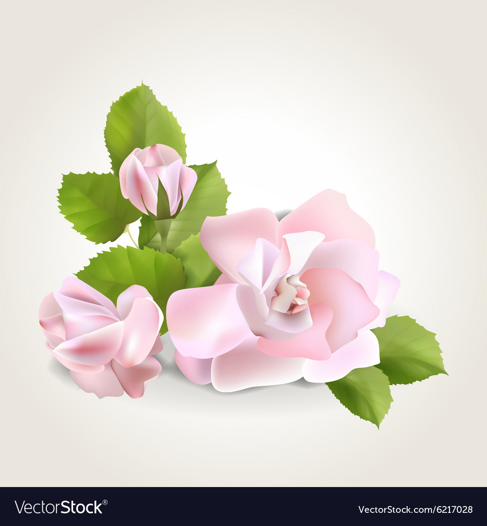 Rose corner Royalty Free Vector Image - VectorStock