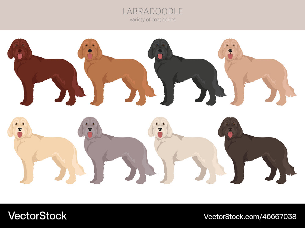 Labradoodle clipart different poses coat colors Vector Image