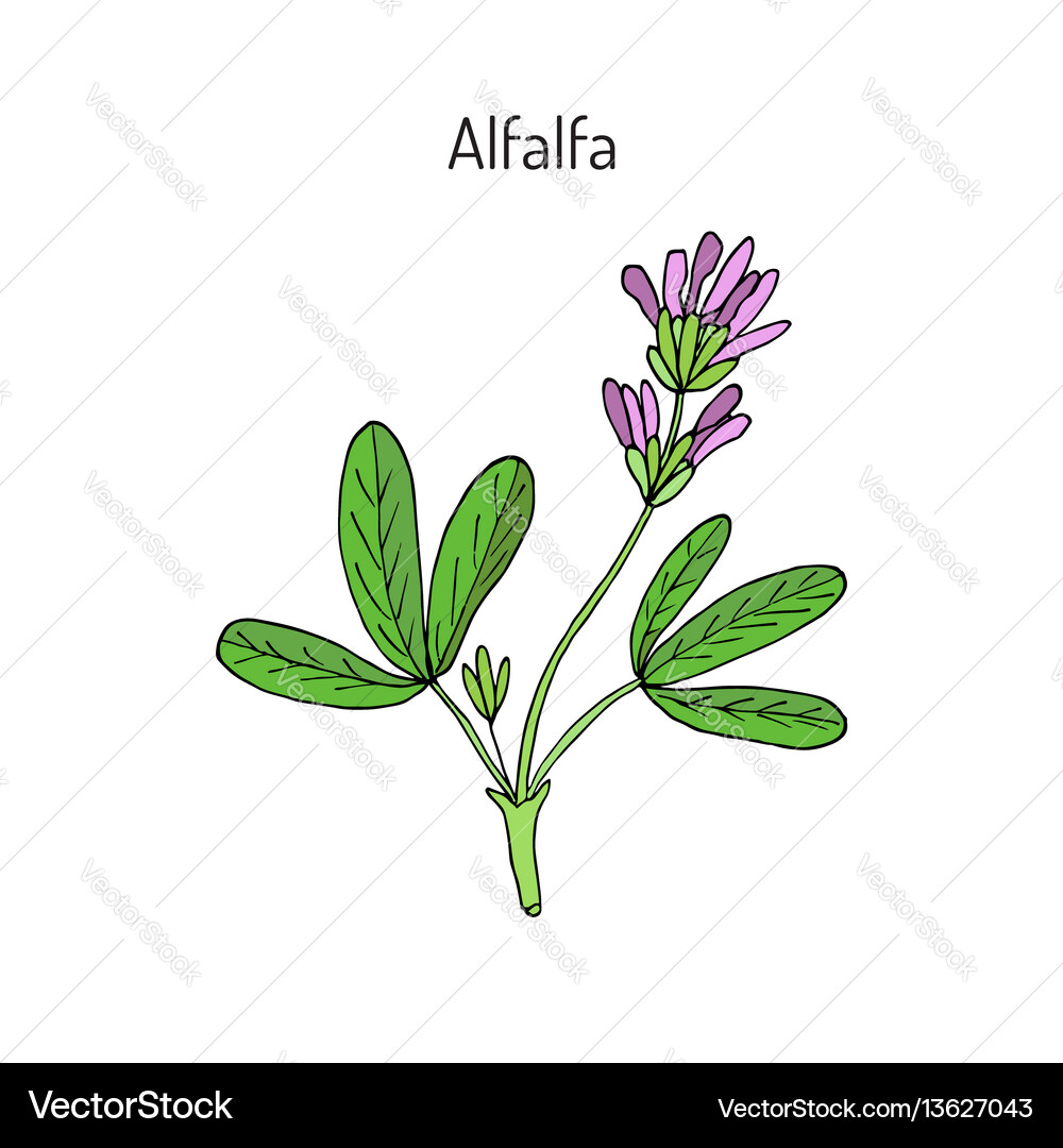 Alfalfa Botanical Art Royalty Free Vector Image