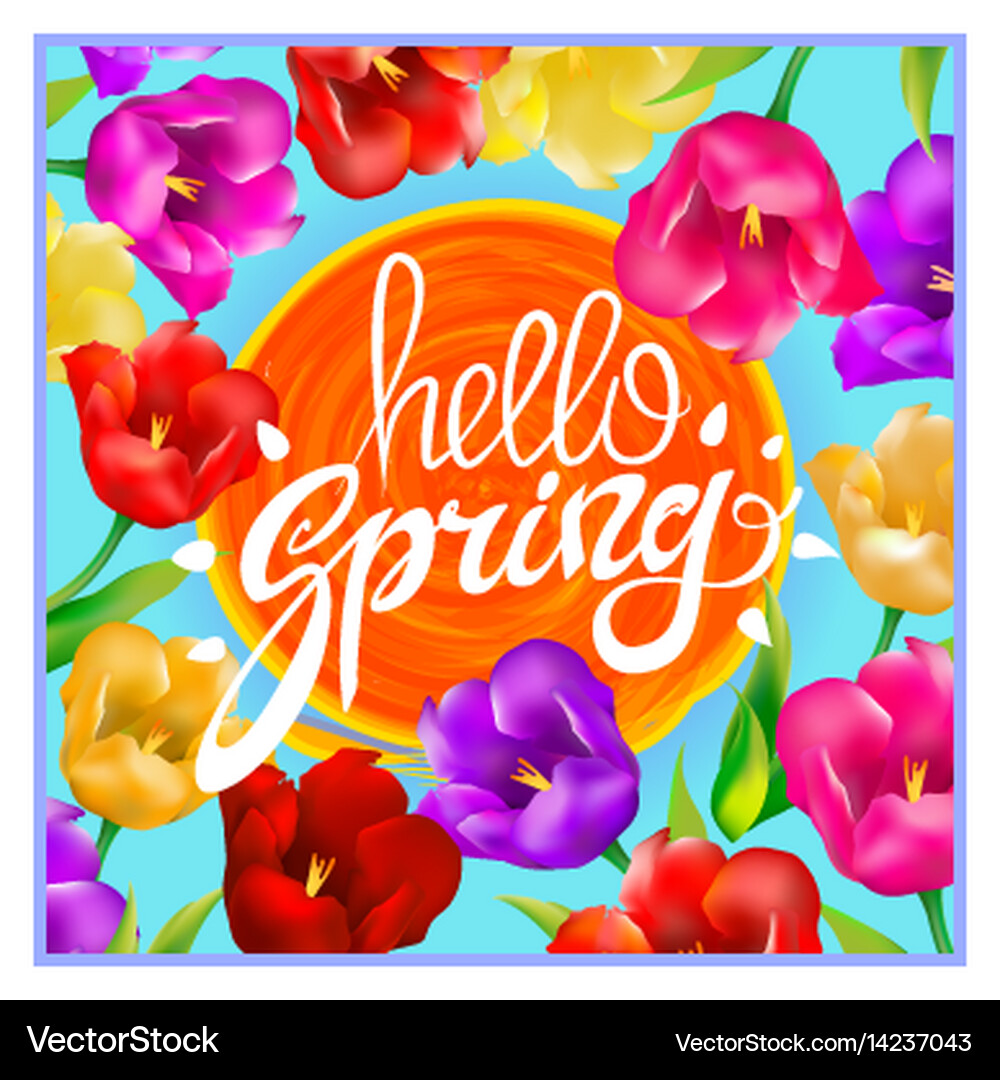 Hello spring colorful tulips flowers background Vector Image