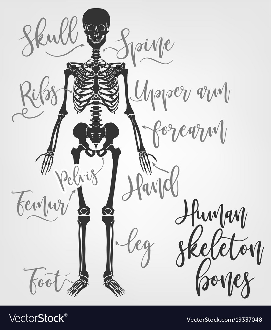 Human skeleton bones Royalty Free Vector Image