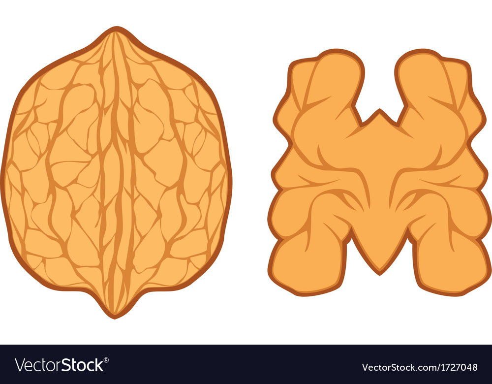 Walnut Royalty Free Vector Image - VectorStock