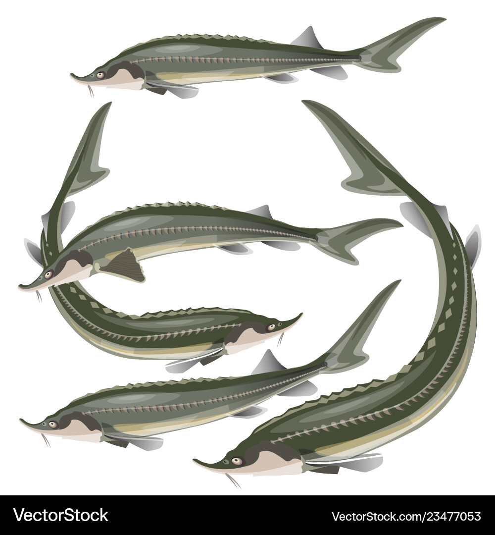 Set of sturgeon fish Royalty Free Vector Image
