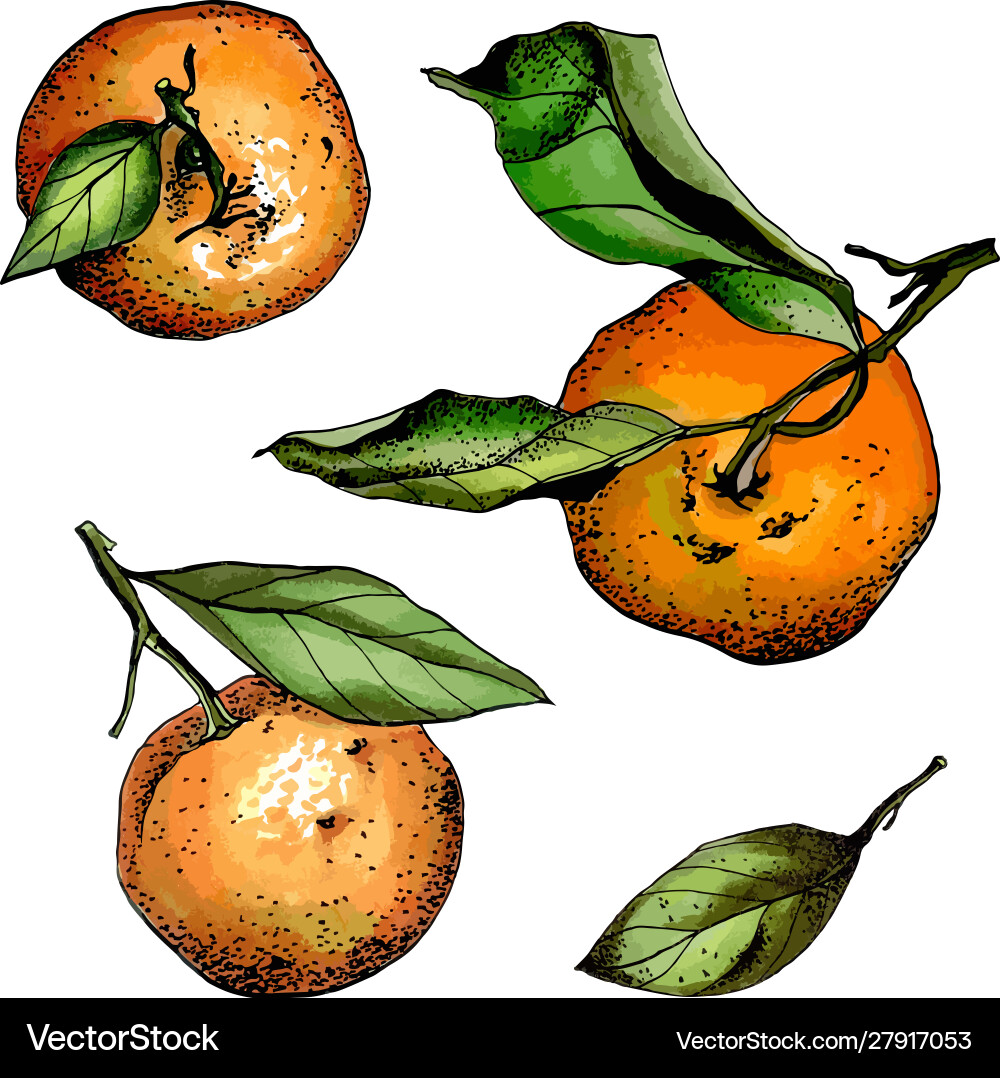 Set watercolor tangerines hand drawn Royalty Free Vector