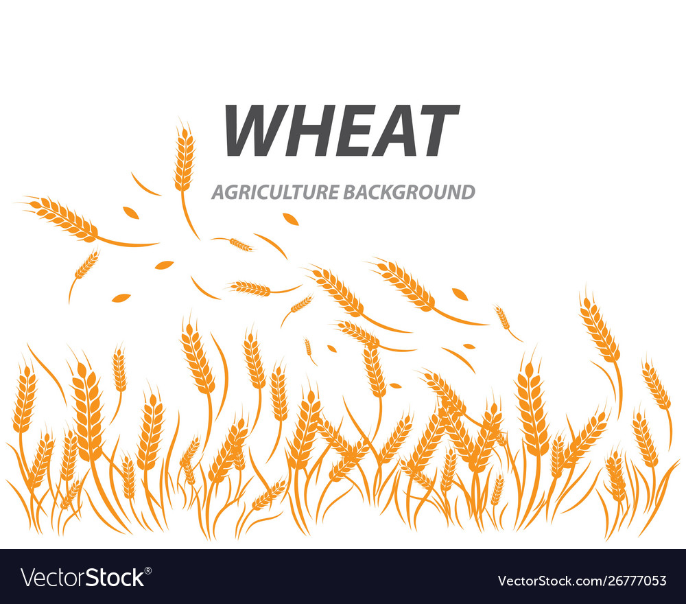 Wheat background template Royalty Free Vector Image