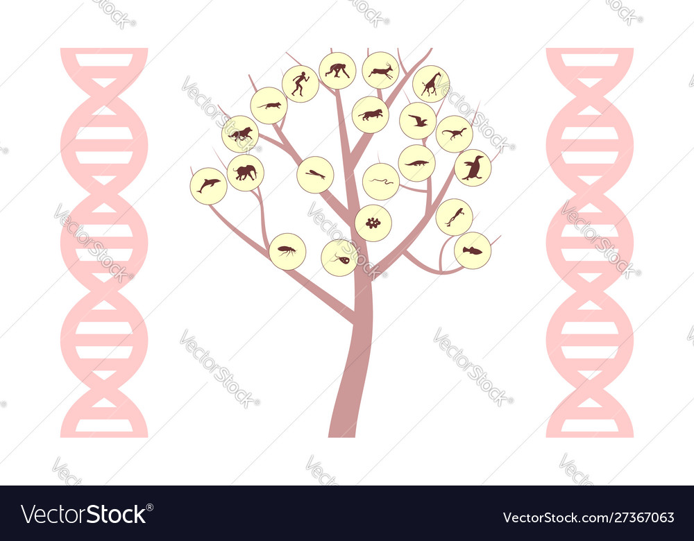 Evolution Royalty Free Vector Image - VectorStock