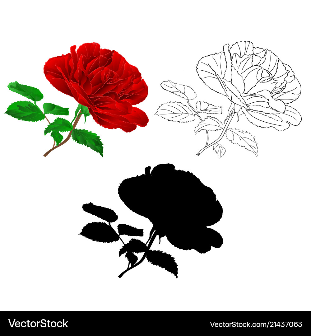 Simple red rose stem with leaves natural Vector Image