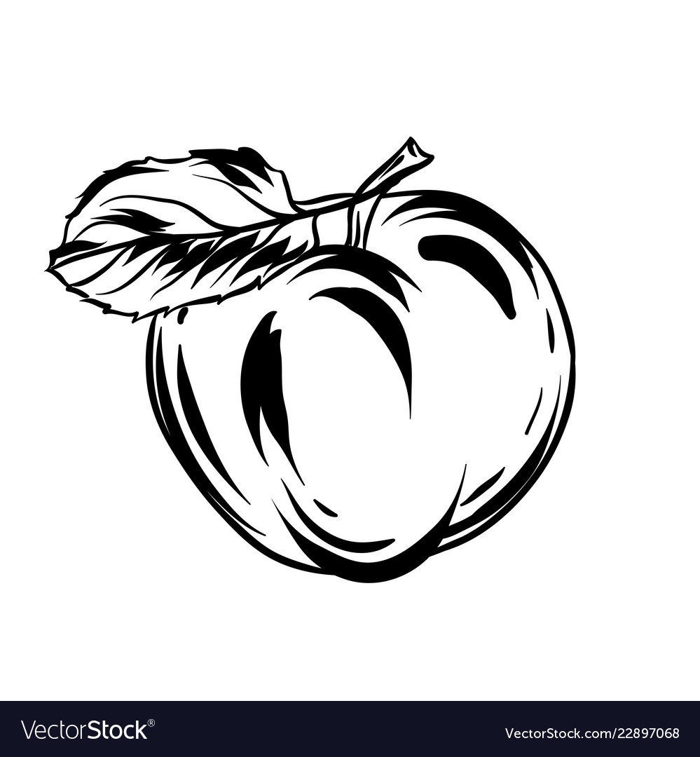Apple Royalty Free Vector Image - VectorStock