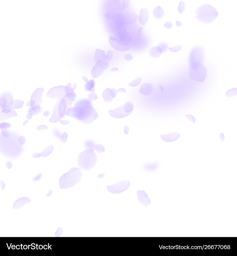 Violet flower petals falling down posh romantic f Vector Image