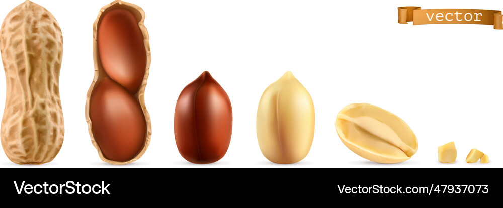 Realistic Peanut Set - 3D Objects Royalty Free Vector Image