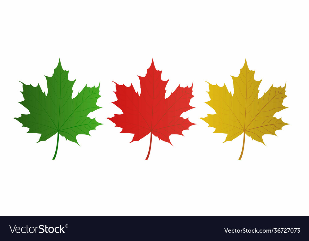 Set maple leaves Royalty Free Vector Image - VectorStock