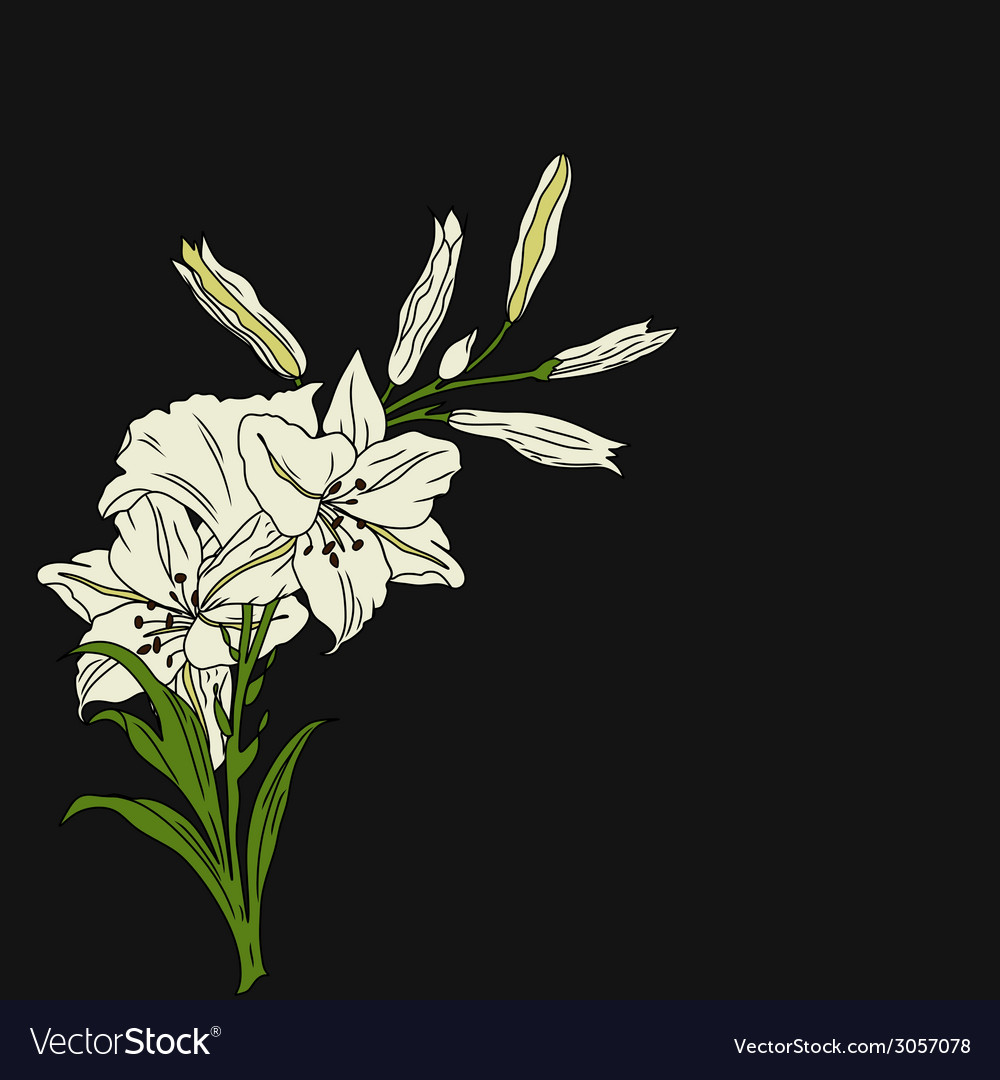 Lily Royalty Free Vector Image - VectorStock