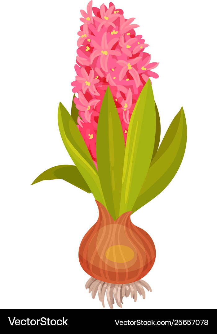 Pink hyacinths with a bulb on Royalty Free Vector Image