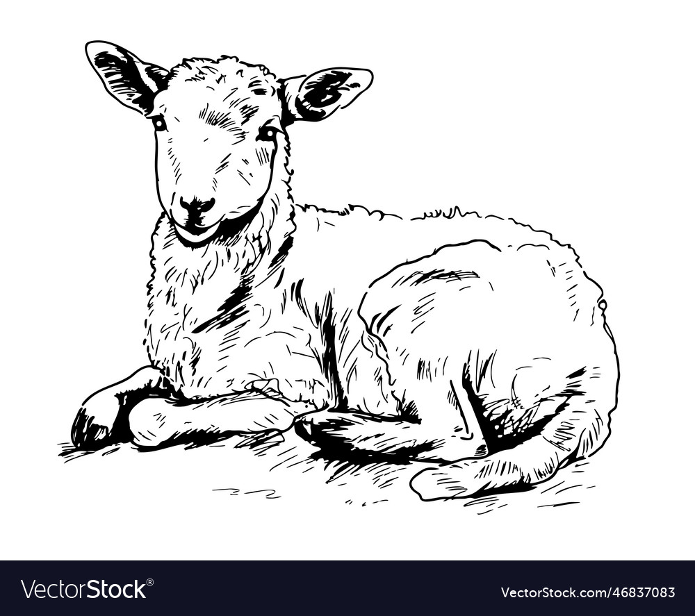 Cute lamb lying hand drawn sketch Royalty Free Vector Image
