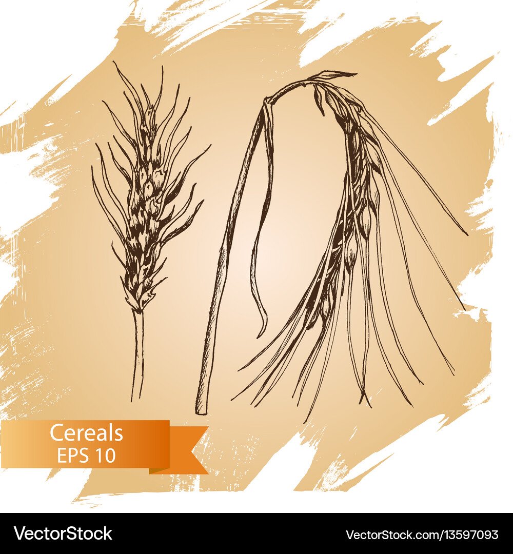 Hand drawn cereal crops sketches farm Royalty Free Vector
