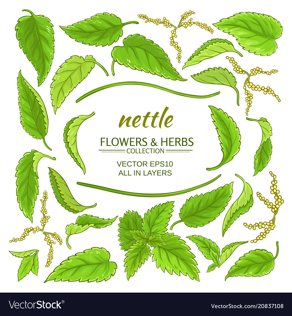 Nettle elements set Royalty Free Vector Image - VectorStock