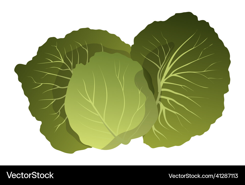 Realistic fresh lettuce leaves white background Vector Image