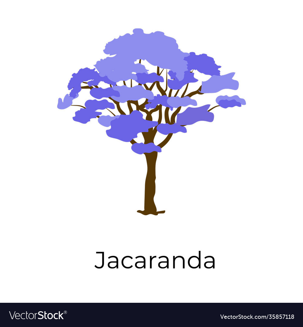 Jacaranda tree Royalty Free Vector Image - VectorStock
