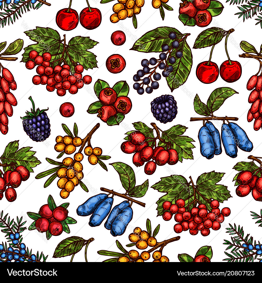 Garden and forest berries sketch pattern Vector Image