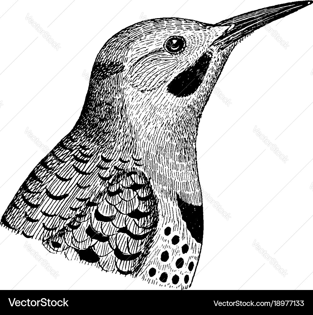 Northern Flicker Vintage Line Drawing Royalty Free Vector