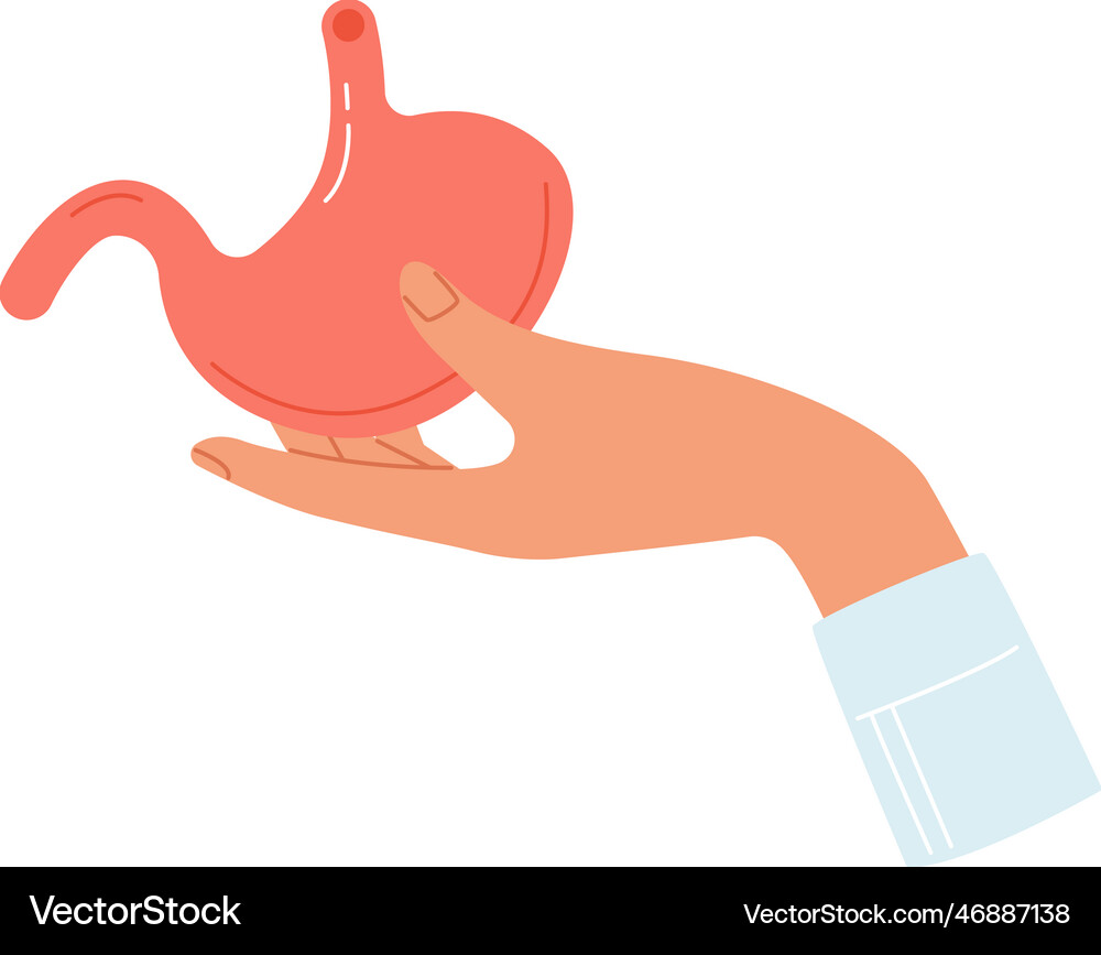 Hand holding stomach organ Royalty Free Vector Image