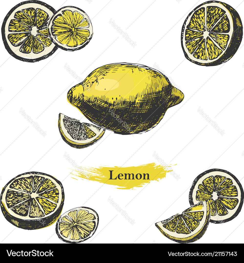 Lemon sketch vintage ink hand drawn Royalty Free Vector
