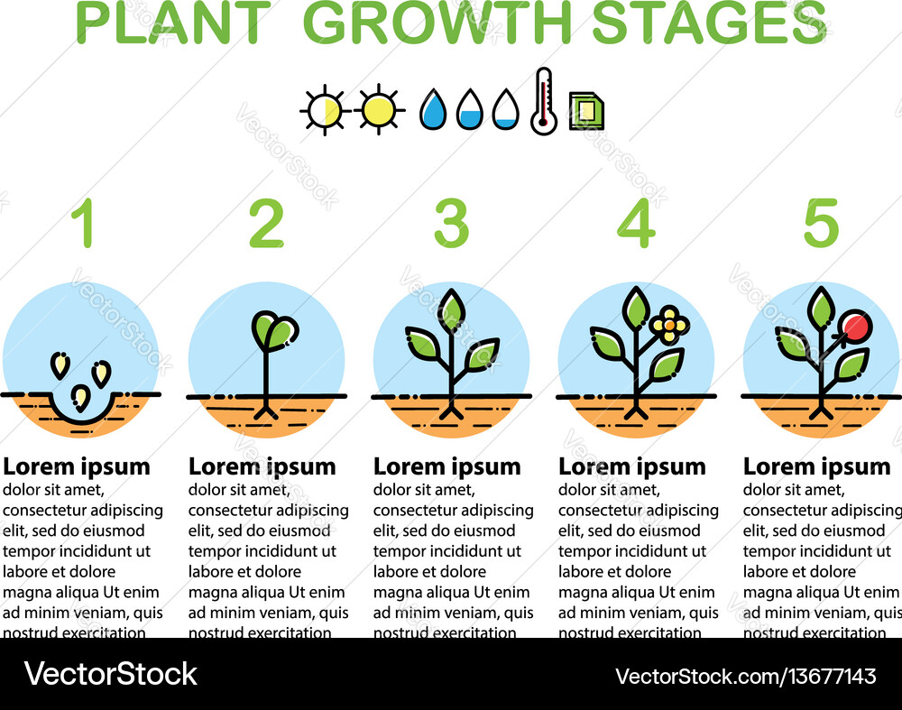 Plant Growth Line Icons - Stages Royalty Free Vector Image