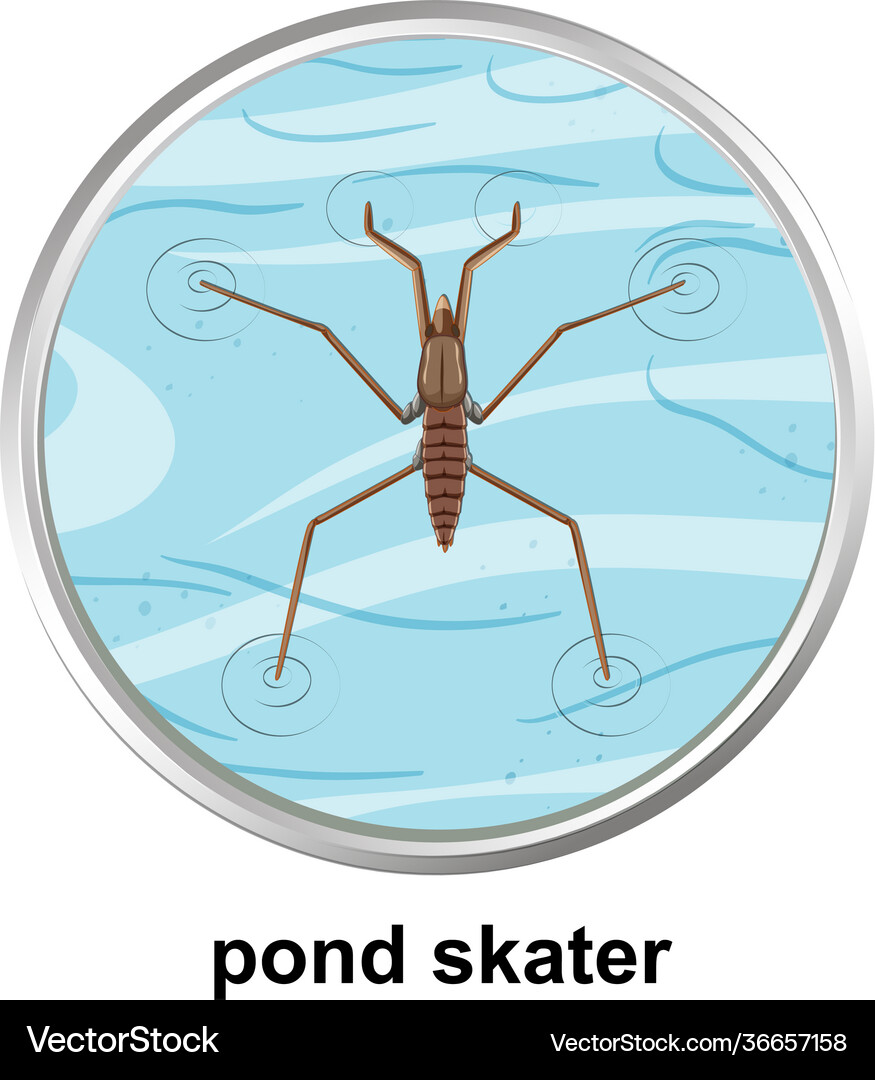 Top view pond skater on water Royalty Free Vector Image