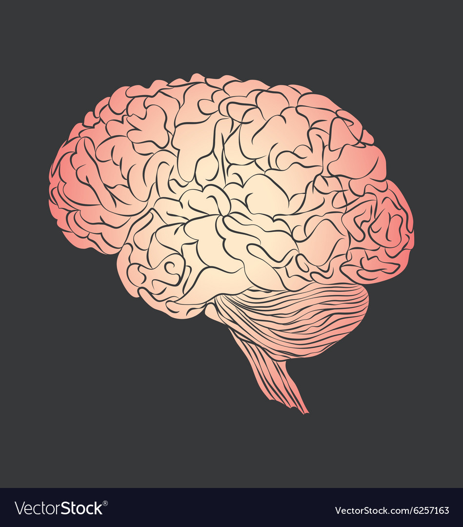 Brain Royalty Free Vector Image - VectorStock