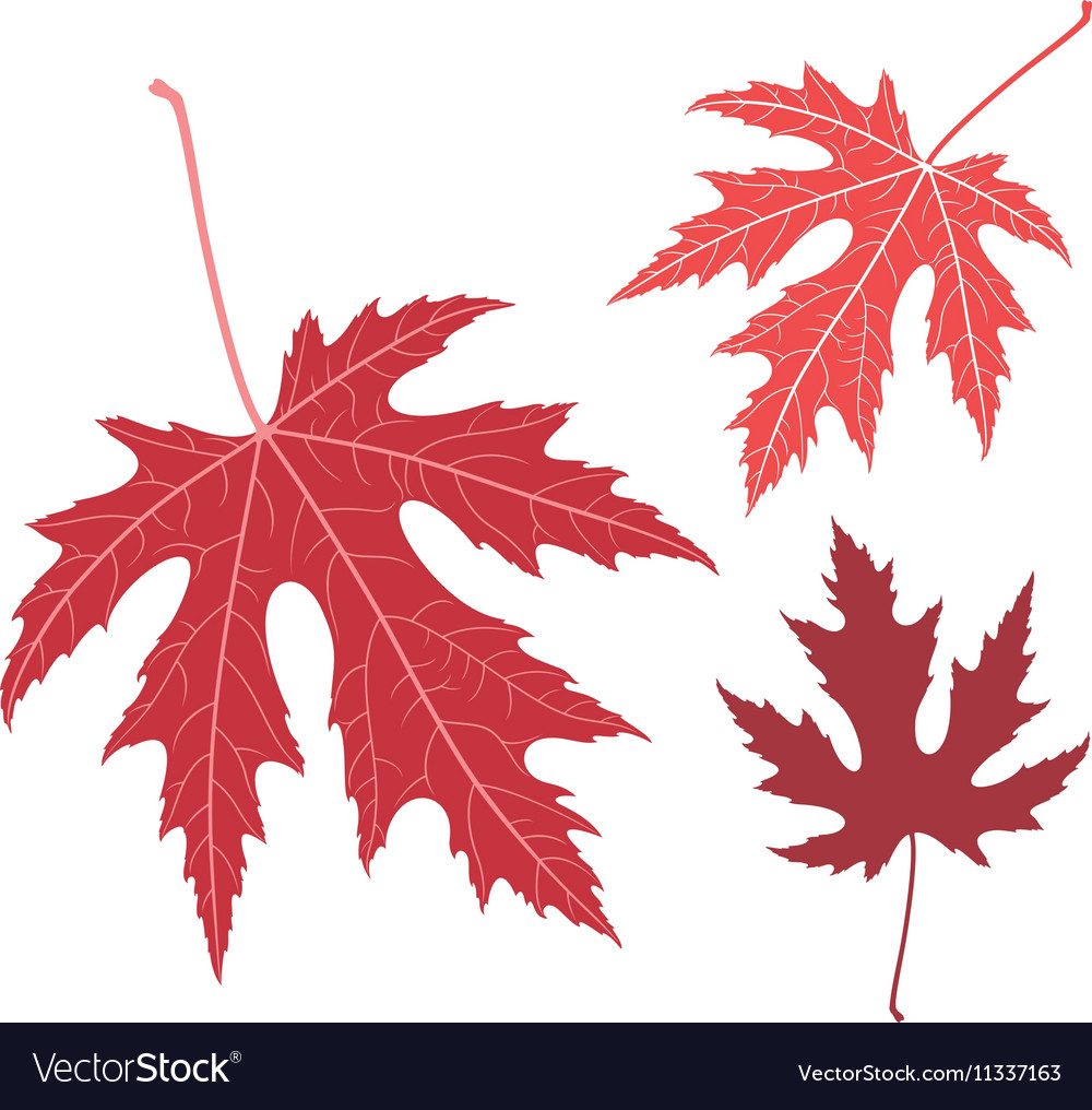 Red leaf maple Royalty Free Vector Image - VectorStock