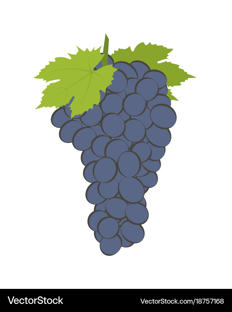 Bunch of wine grapes on white Royalty Free Vector Image