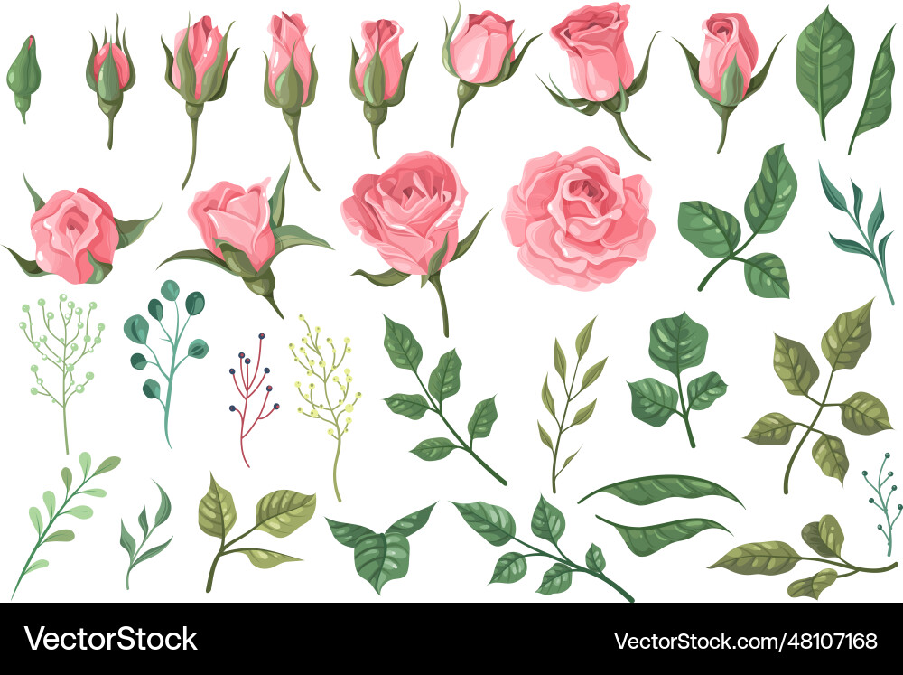 Rose elements pink flower buds roses with green Vector Image