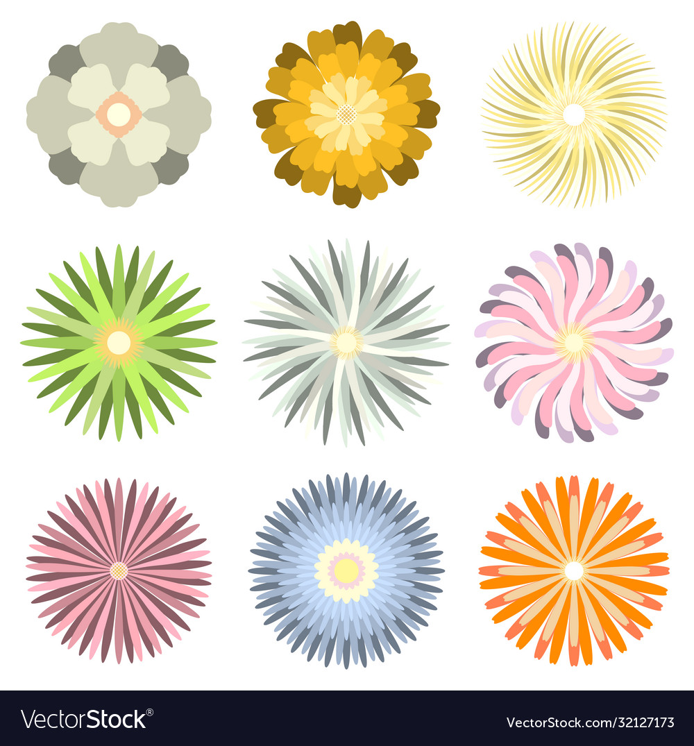 Colorful spring flowers collection Royalty Free Vector Image