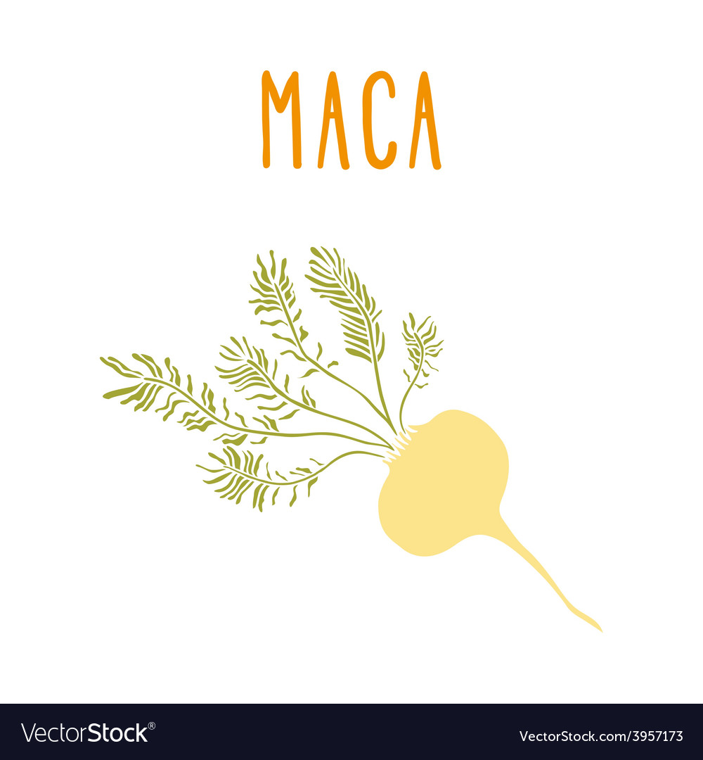 Maca root Royalty Free Vector Image - VectorStock