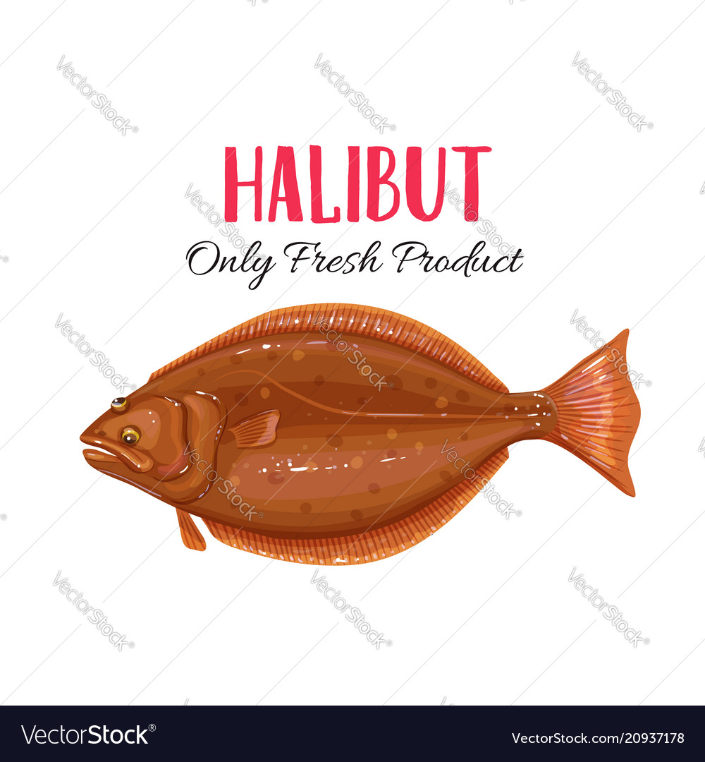 Halibut Royalty Free Vector Image - VectorStock