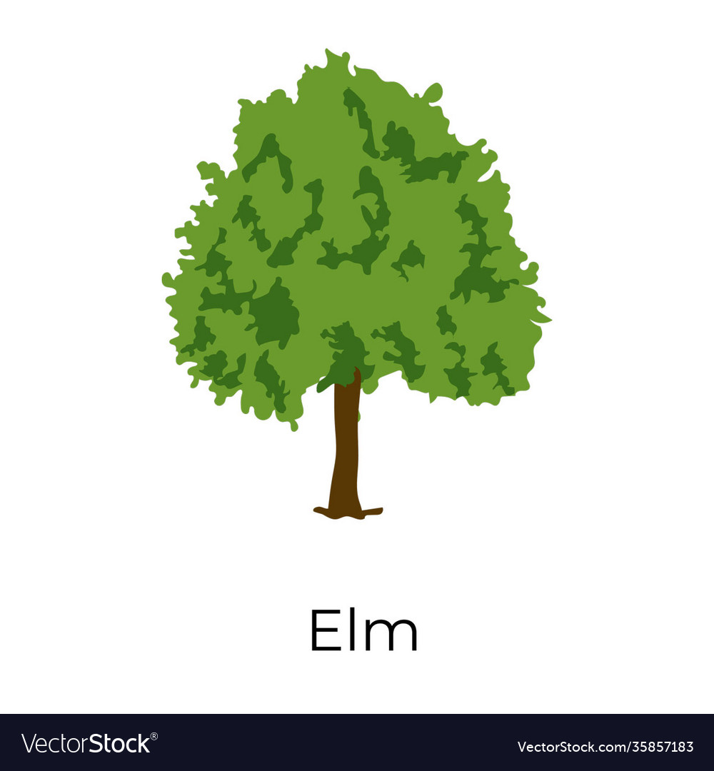 Elm tree Royalty Free Vector Image - VectorStock