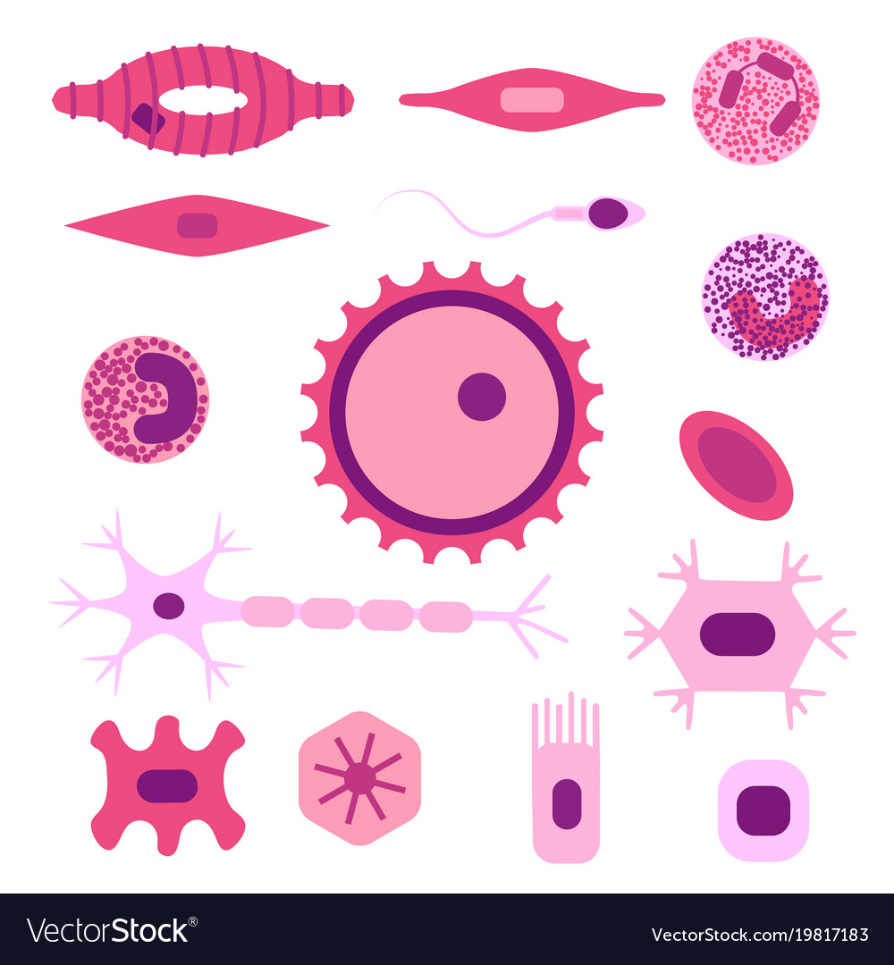 Different Human Cell Types