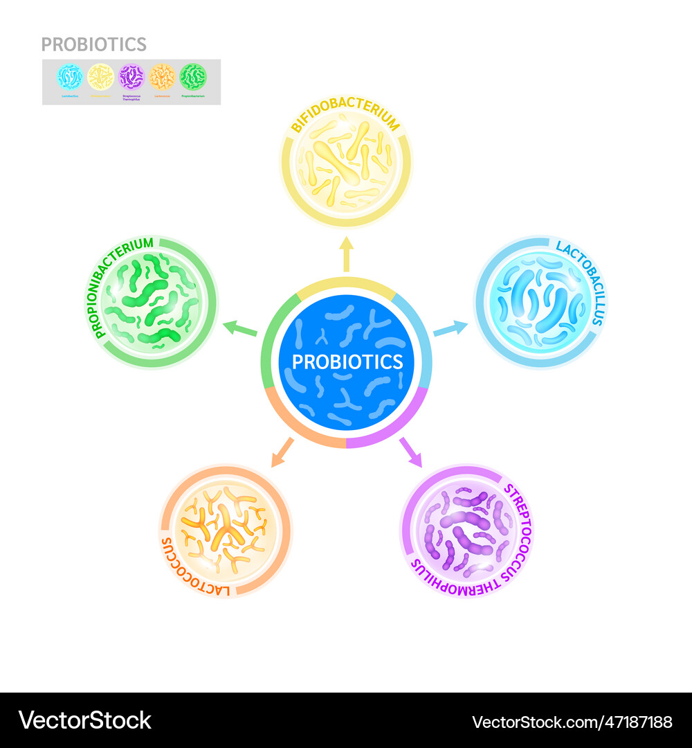 Probiotics lactic acid bacterium in milk Vector Image