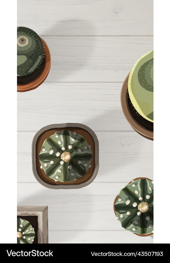 Aerial view of cactus on a white table mobile Vector Image