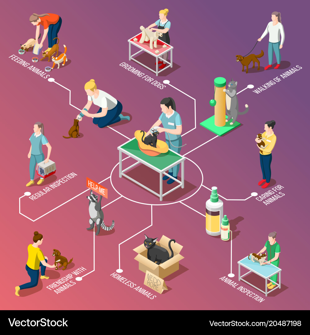 Animal care volunteers isometric flowchart Vector Image