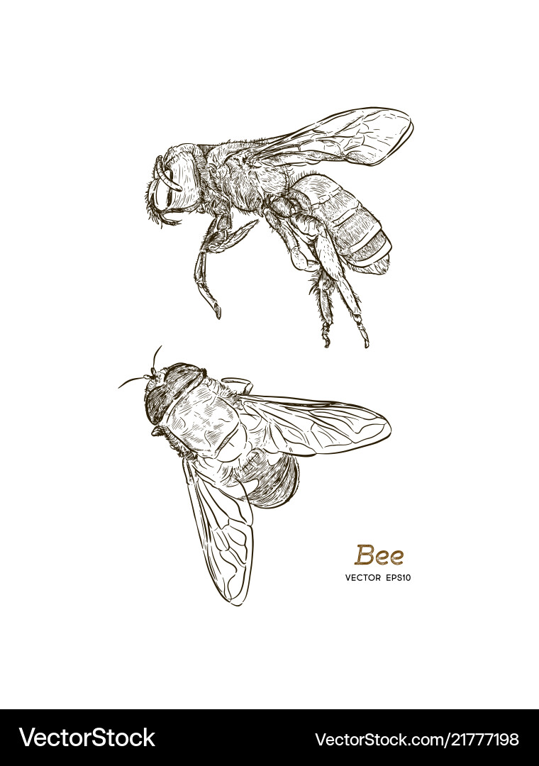 Engraving of honey bee Royalty Free Vector Image