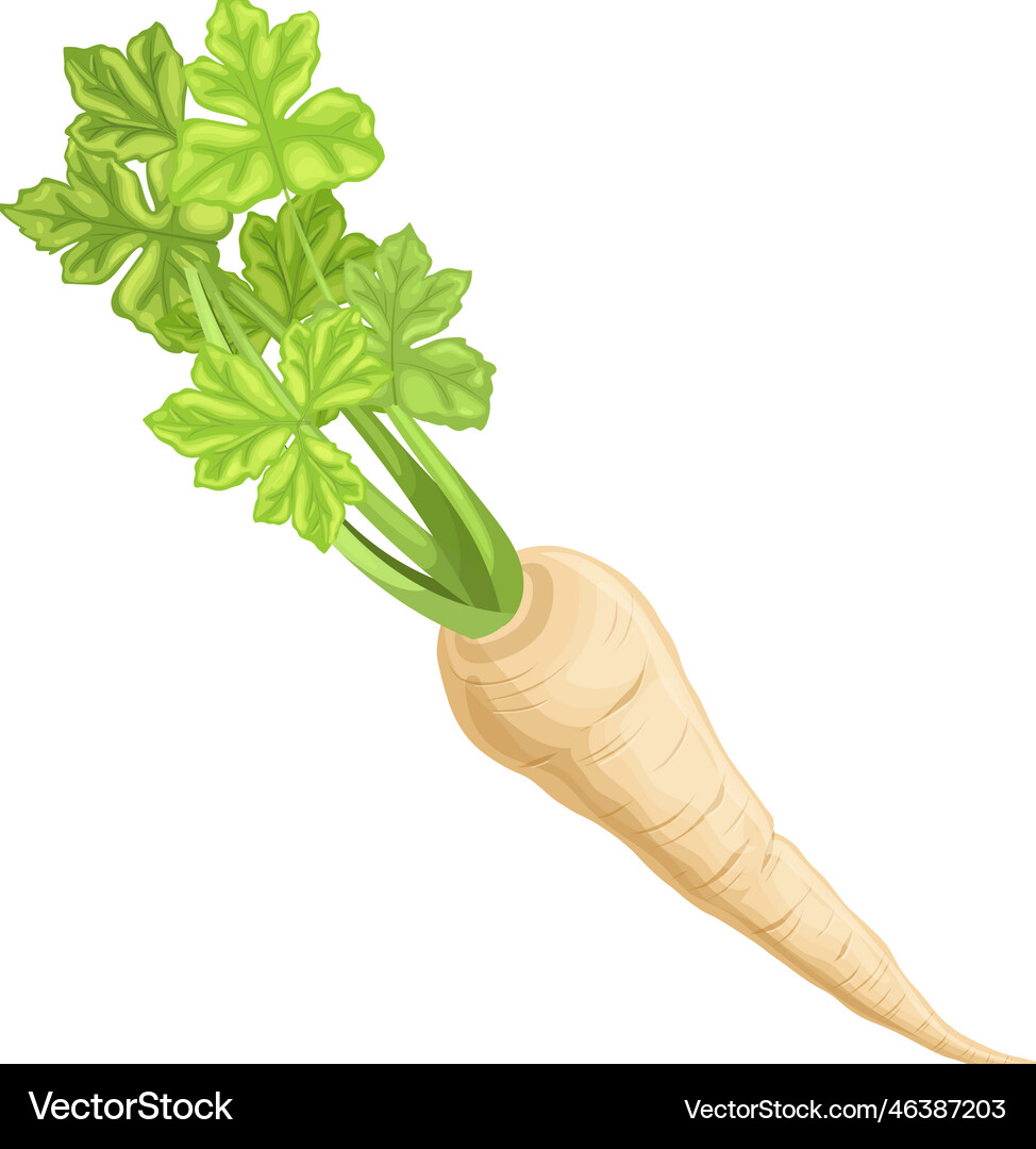 Parsnip root food cartoon Royalty Free Vector Image