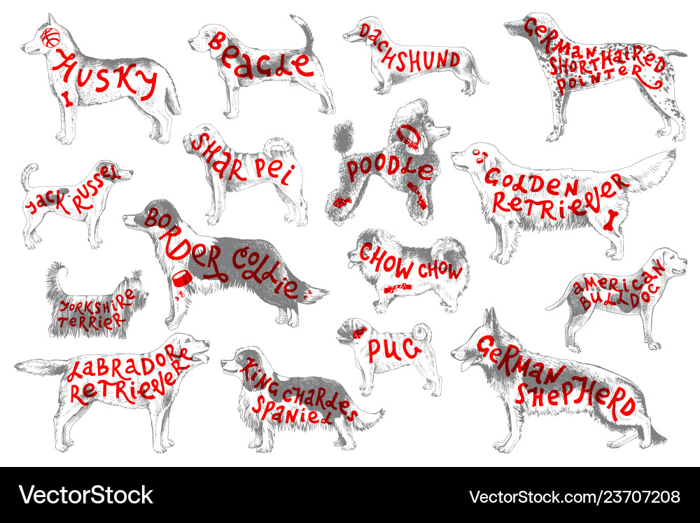 Breeds dogs with lettering Royalty Free Vector Image