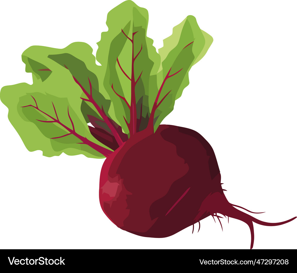 Fresh organic salad with ripe root vegetables Vector Image