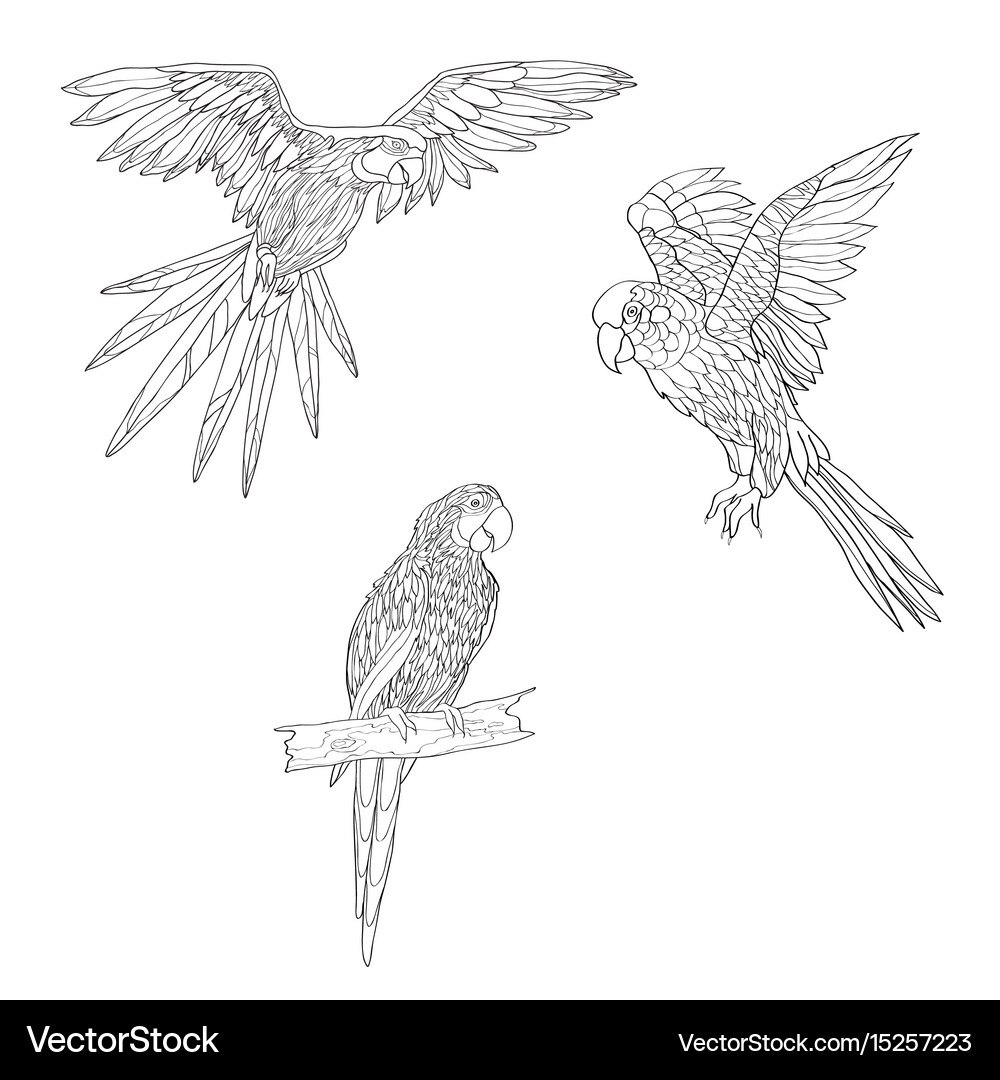 Set of parrots flying Royalty Free Vector Image