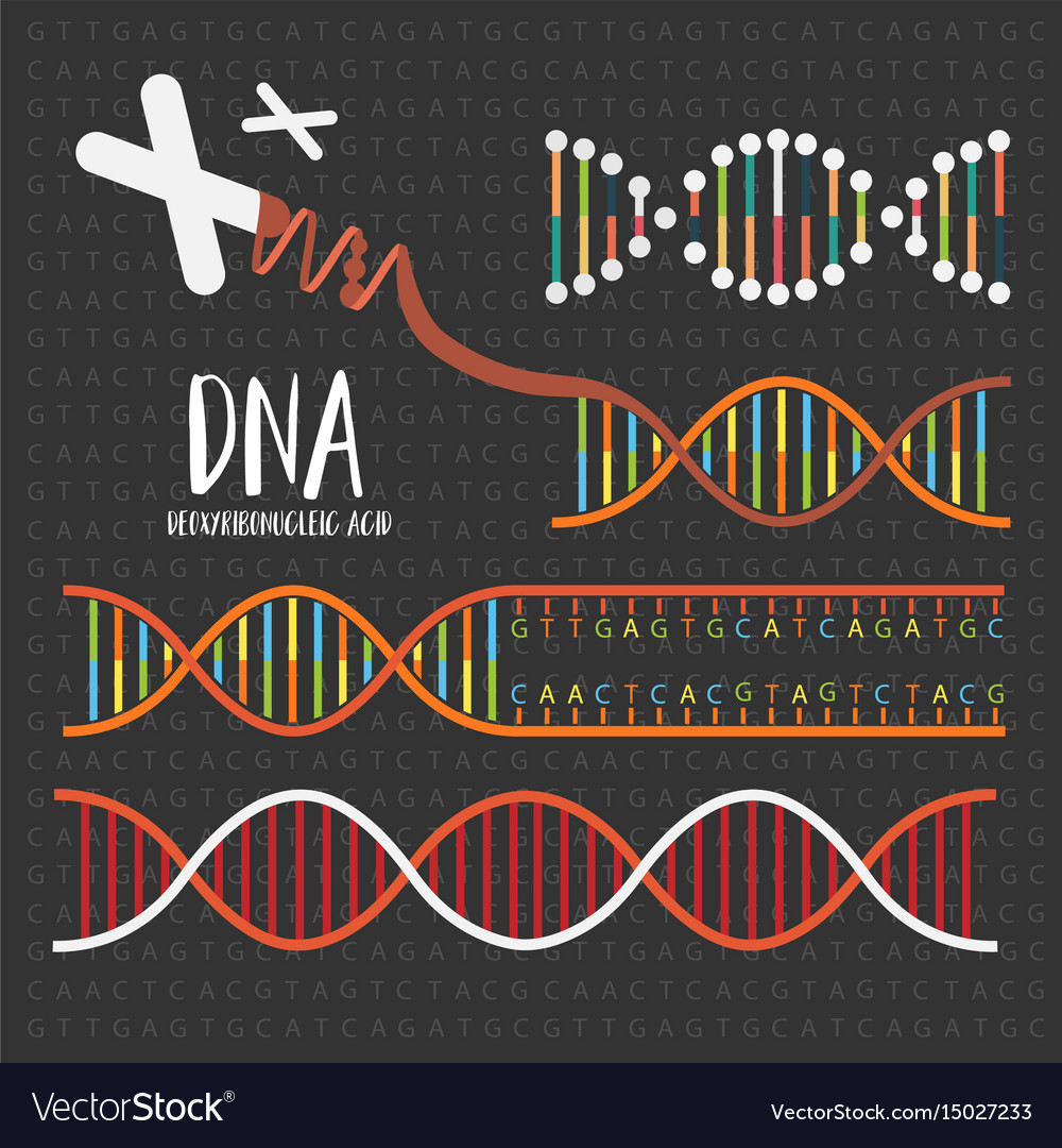 Genetics dna structure Royalty Free Vector Image